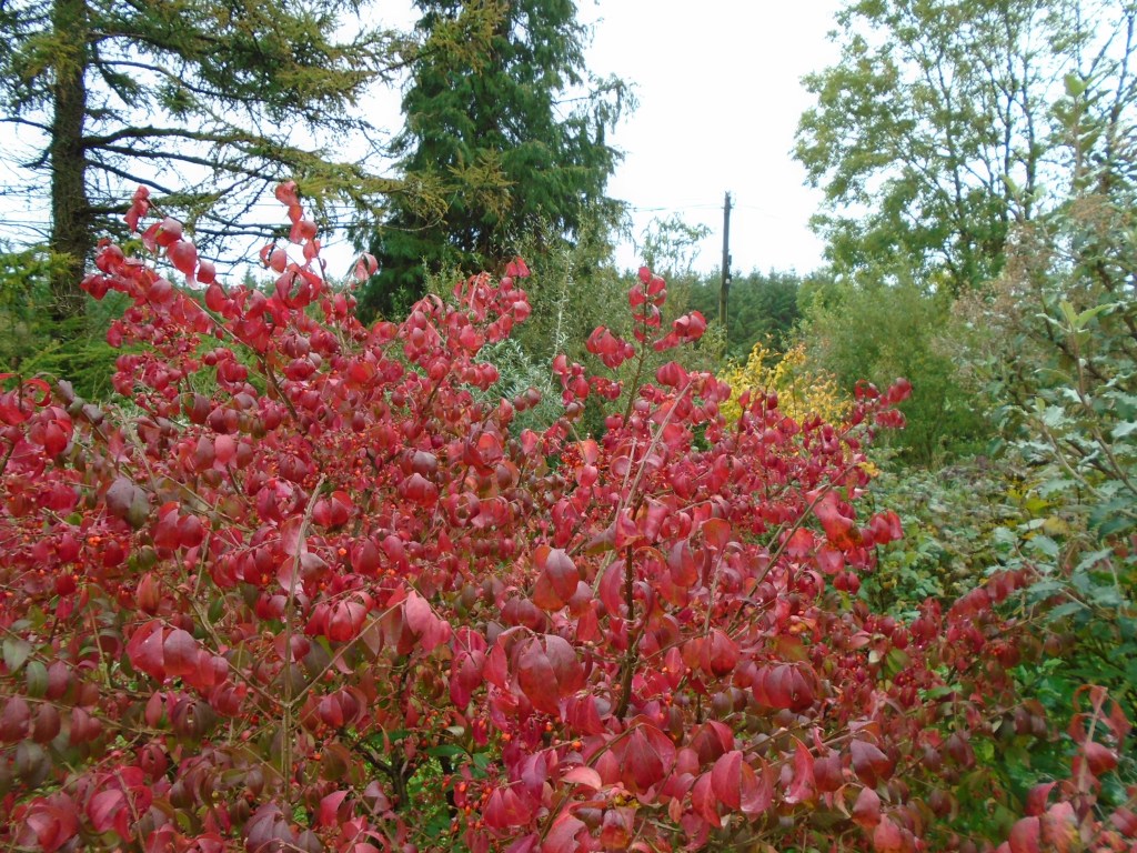 September gone. – thegreenerdream